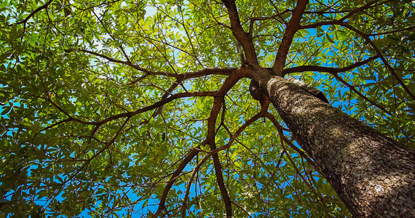 Infront Runs for Trees