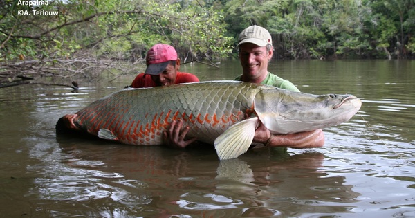 Red de arapaima en roodstaartmeerval
