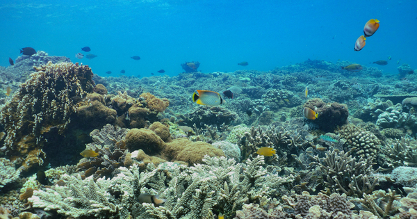 Indonesia Biru Foundation x Coral Connect